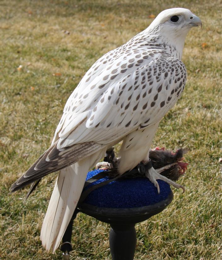 Ragnar_Male_Super_White_Gyr